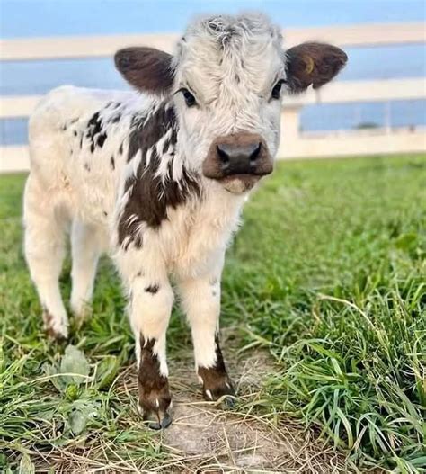 Buy Micro Mini Highland Cow Mini Highland Cow For Sale