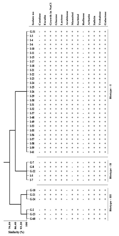 Distribution Of Biotype Profiles And Similarities Of Enterococcus