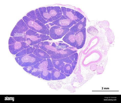 Thymus Gland Histology