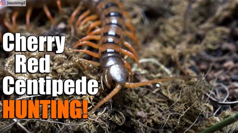 Cherry Red Centipede Hunting Youtube