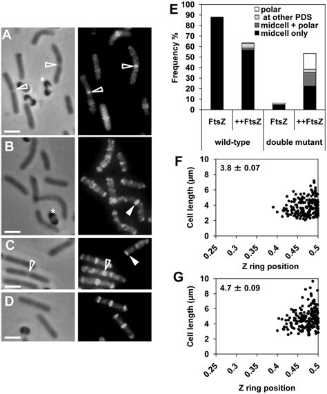 Ftsz Overproduction Reduces The Delay In Z Ring Assembly At Midcell In