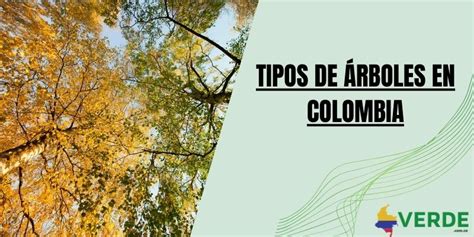 Sanciones Por Tala De árboles En Colombia Colombia Verde