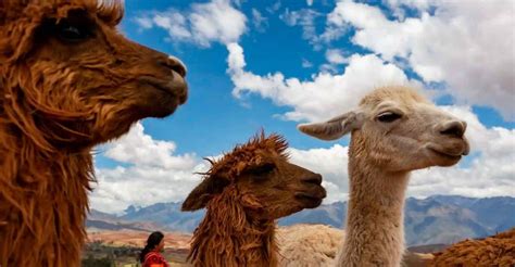 Private Tour Ab Cusco Lama Trekking Heilen Mit Lehm Getyourguide