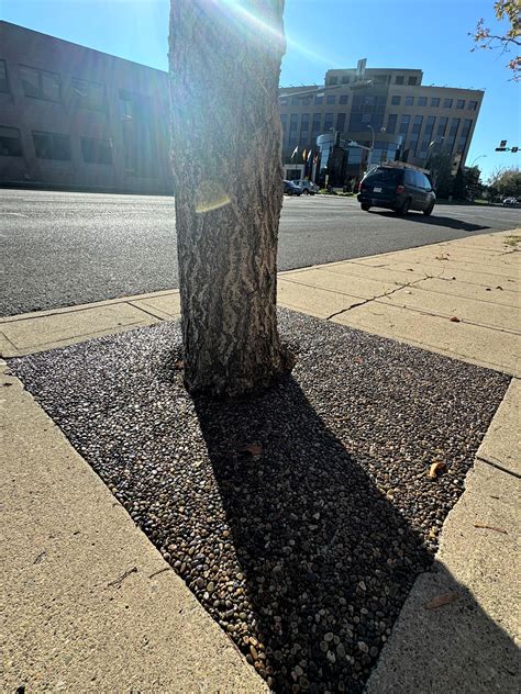 Downtown Tree Wells Turned From Grates To Great City Of Lethbridge