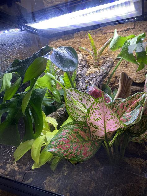 First Bioactive Terrarium Tips Advice Feedback Rbioactive