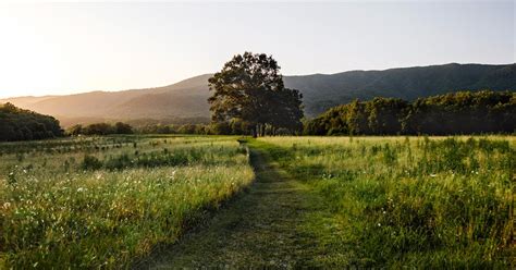 This Tree Burial Process Is A Carbon Negative Alternative To