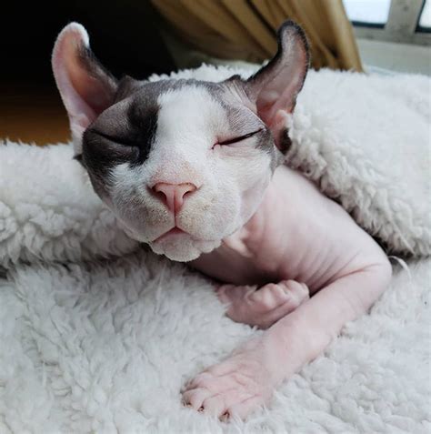 Meet Sphynx Cats The Most Adorable Hairless Felines Bored Panda