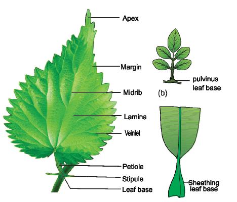 The Leaf Structure Characteristics And Functions Asterisk Classes