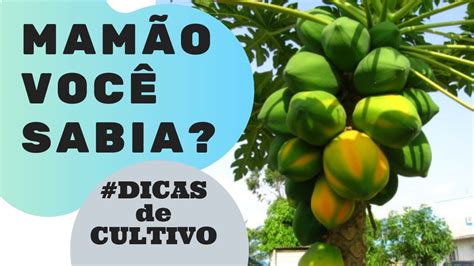 Macho FÊmea Saiba Qual O Melhor Para Cultivar MamÃo Axtudo