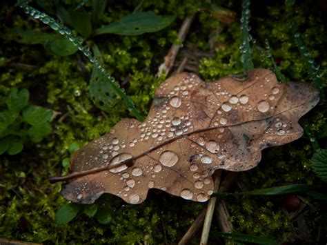 Kvapky Galéria Fotomask