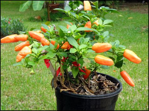 Chile Habanero Capsicum Chinense Es Una Especie De Ají Ori Flickr