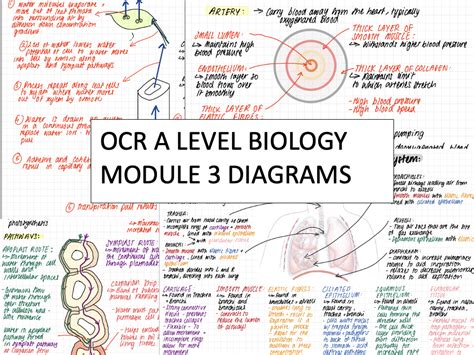 ocr a a level biology module 3 diagrams and notes teaching resources