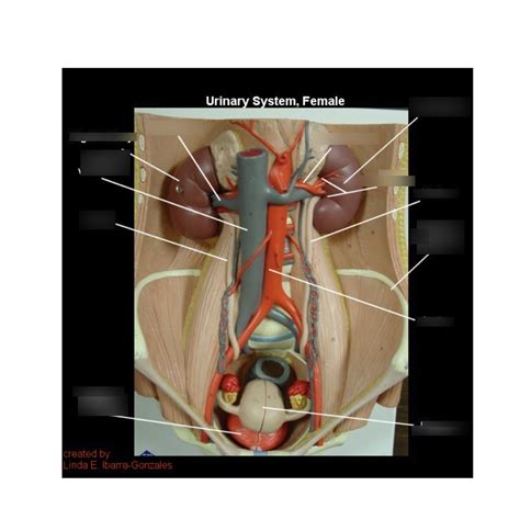 Biol 2402 Urinary Sytem Female Diagram Quizlet