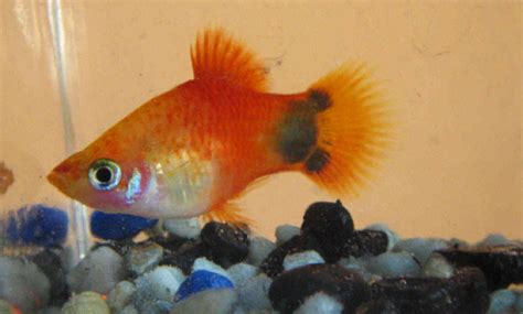Ikan Platy Mickey Mouse Suka Ikan