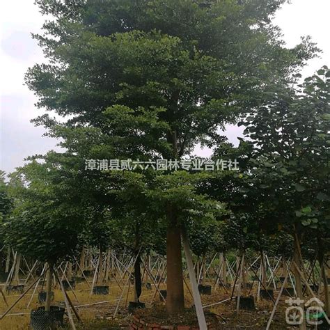 供应小叶榄仁米径20公分漳州种植地高度800公分 漳浦县贰六六园林专业合作社