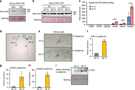 Both Epidermal Pif4 Dna Binding And Epidermal Pif4 Mrna Expression Is