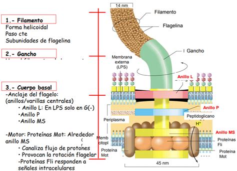 Ivernalia 2º Bachillerato Biología Ud 11 La Célula Procariota