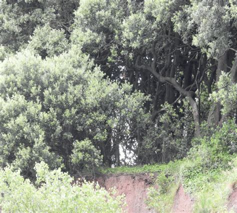 Strange Grey Translucent Thing Captured By Johnmooner Chief Medium