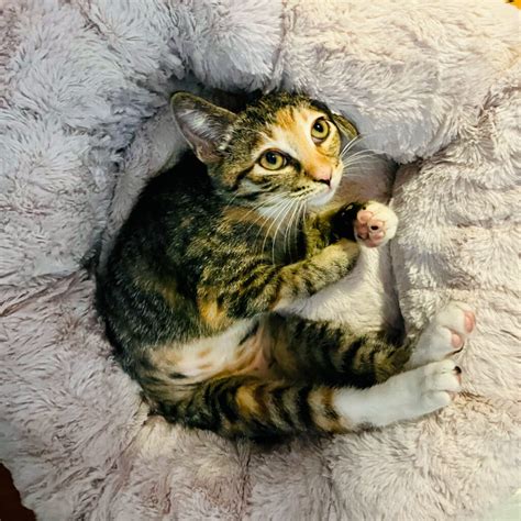 Precious Kitty Connection