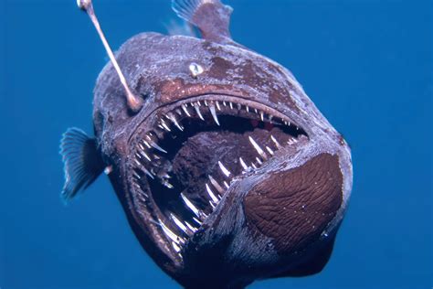 Why Anglerfish Thrive In The Deep Sea Secrets Of A Strange Predator