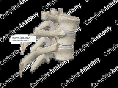 Transverse Costal Facet Of Fourth Thoracic Vertebra Complete Anatomy