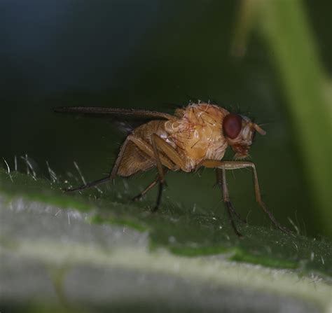 Teeny Tiny Fly R Macroporn