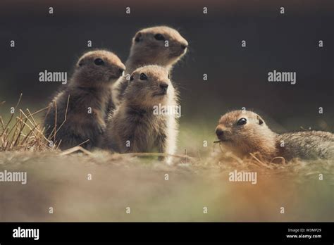 Four Arctic Ground Squirrel Babies Uroticellus Parryii Watch Out For