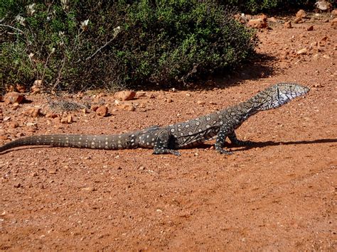 Goanna Monitor Lizard Free Photo On Pixabay Pixabay