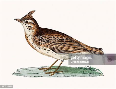 Lark Bird Photos And Premium High Res Pictures Getty Images