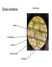 Elodea Cell Labeled Vacuole