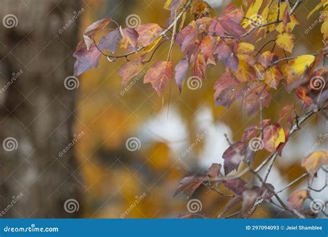 Red And Orange Tree Leaves In Fall Stock Image Image Of Tree Branch
