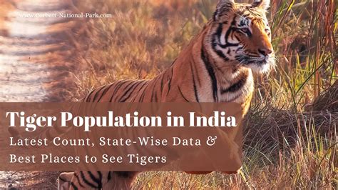 Tiger Population In India Latest Count State Wise Data And Best Places