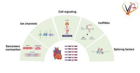 Alternative Rna Splicing In Cardiac Diseases
