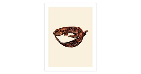 Eastern Hellbender Prints Fine Art Print Amphibian And Reptile