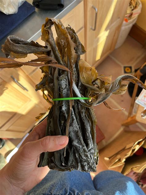 Mold Or Salt R Seaweed