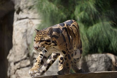 Sac Zoo Updated May 2026 2513 Photos And 729 Reviews 3930 W Land