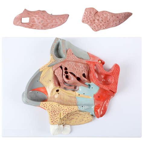Nasal Cavity Anatomy Model