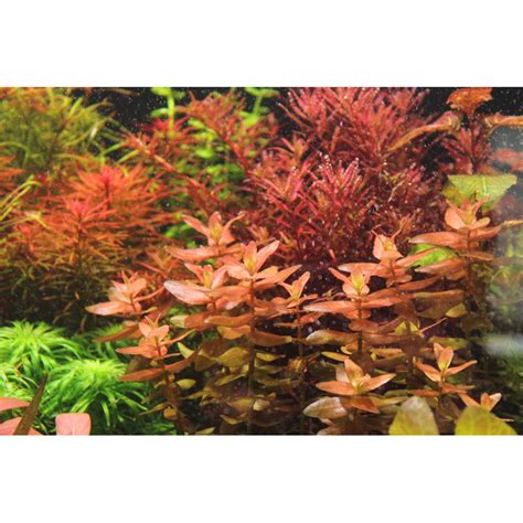 Bacopa Colorata 粉红虎耳 Rare Aquatic Plant 1 Stem Submerged Aquascape Stem Plant Aquarium