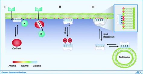 Surface Charge A Key Determinant Of Protein Localization And Function