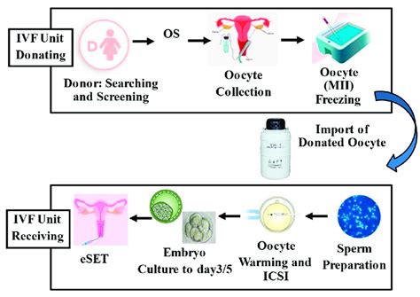 Description Of The Imported Oocyte Donation Program From A Foreign