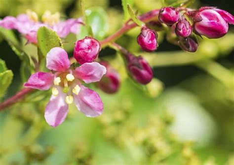 Escallonia Rosy Red Plants To Your Door