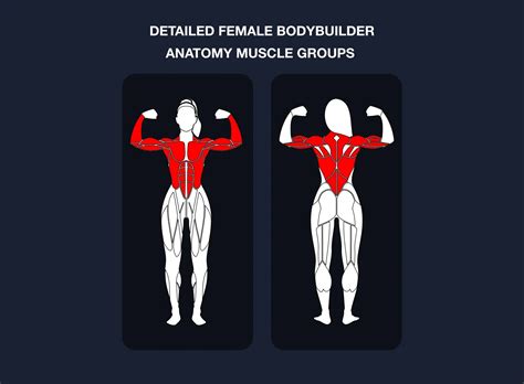 Female Bodybuilding Editable Muscle Graphics Ccreationstore