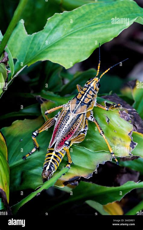 Eastern Lubber Grasshopper Romalea Microptera Adult Stage Native Insect Of The Southern