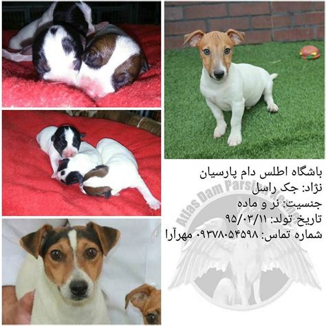 باشگاه اطلس دام پارسیان On Tumblr