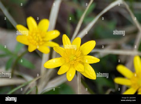 Yellow Lesser Celandine Spring Flowers Close Up Nature Blossom With