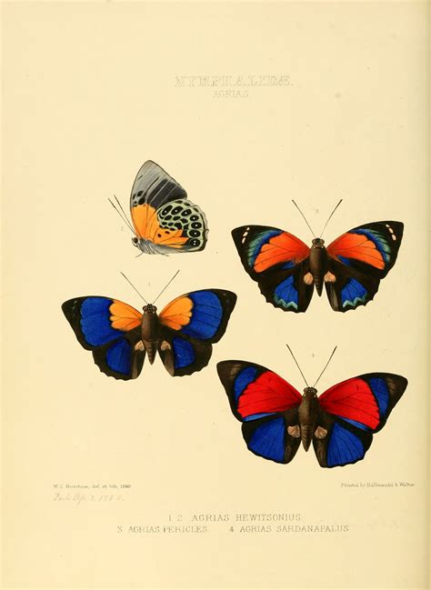 Fileillustrations Of New Species Of Exotic Butterflies Agrias