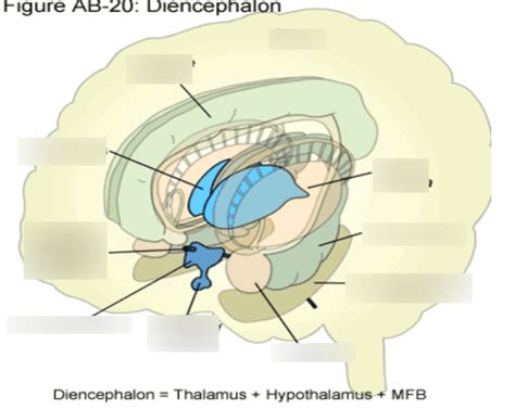Diencephalon Diagram Quizlet