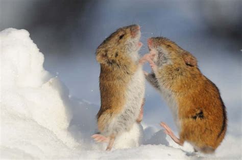 Sex And Aggression Linked In Male Mouse Brains But Not In Female New