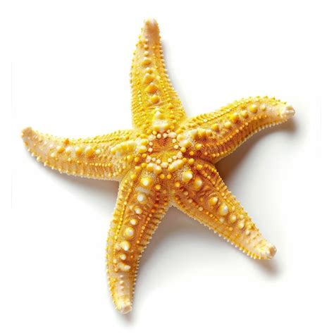 Premium Photo A Yellow Starfish On A White Background