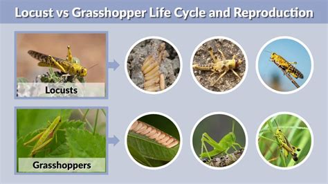 Locust Vs Grasshopper Key Differences Facts And Comparison